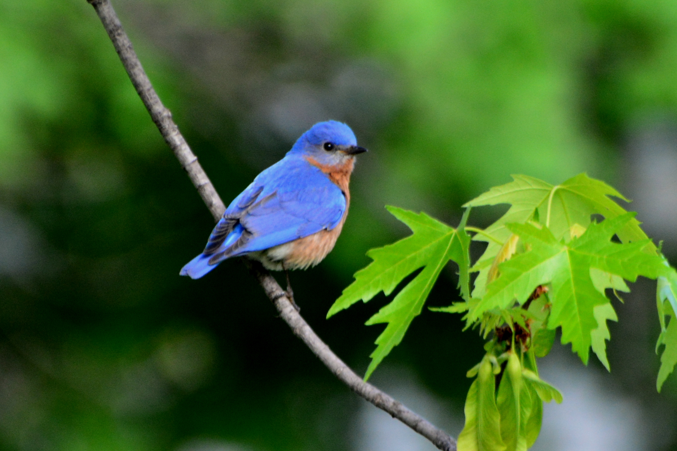 Bluebird on tree | Joyce Bredesen